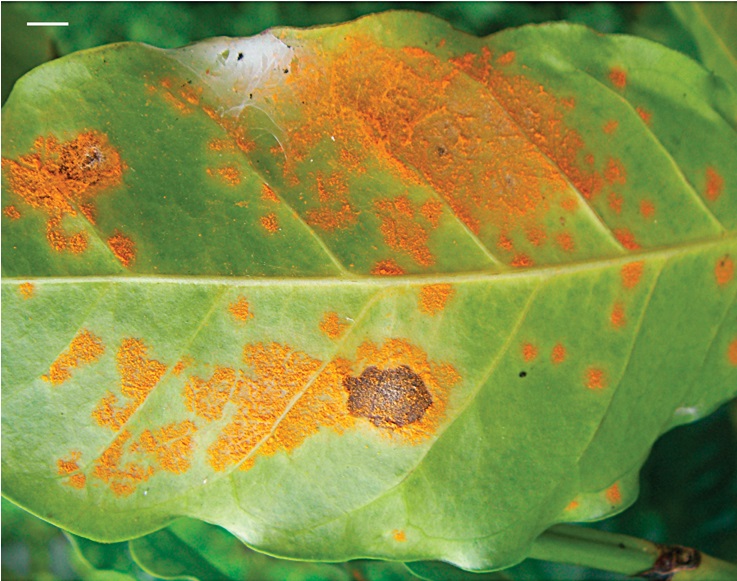 How Weather and Climate Affect Coffee Leaf Rust